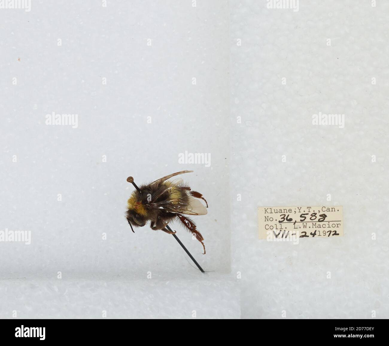 Kluane, Yukon Territory, Canada, Bombus (Bombus) lucorum (Linnaeus ...