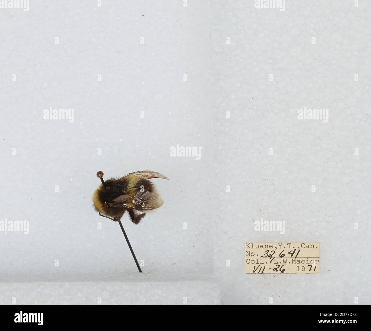 Kluane, Yukon Territory, Canada, Bombus (Bombus) lucorum (Linnaeus ...