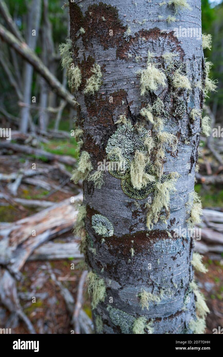 Lenga tree hi-res stock photography and images - Alamy