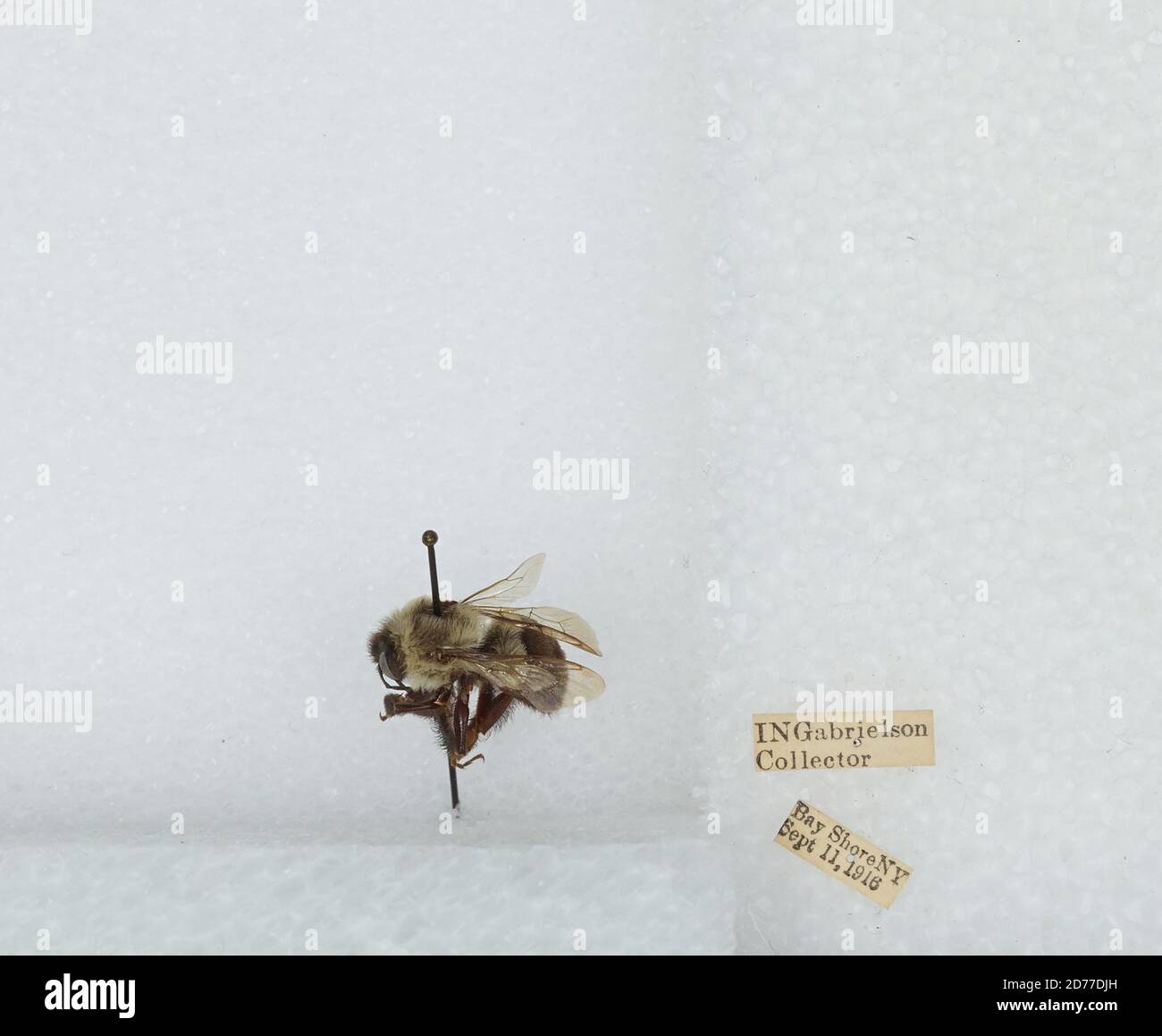 Bay Shore, Suffolk, New York, United States, Bombus (Pyrobombus ...