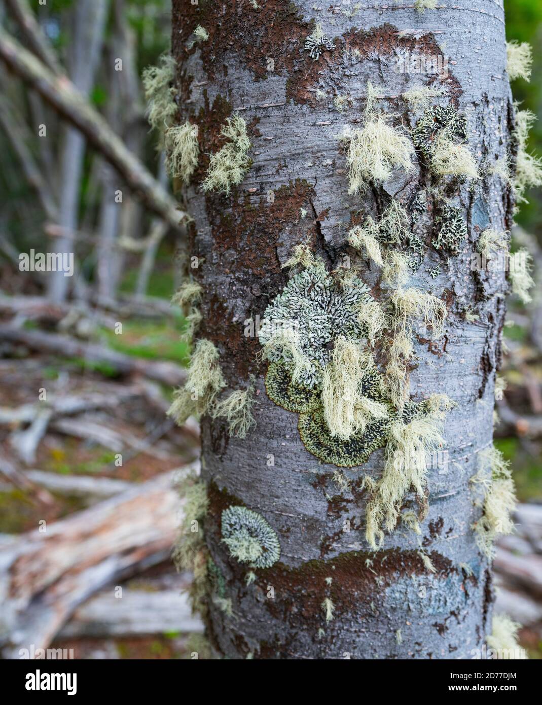 Lenga tree, Nothofagus pumilio, Wulaia Bay, Navarino Island, Murray ...