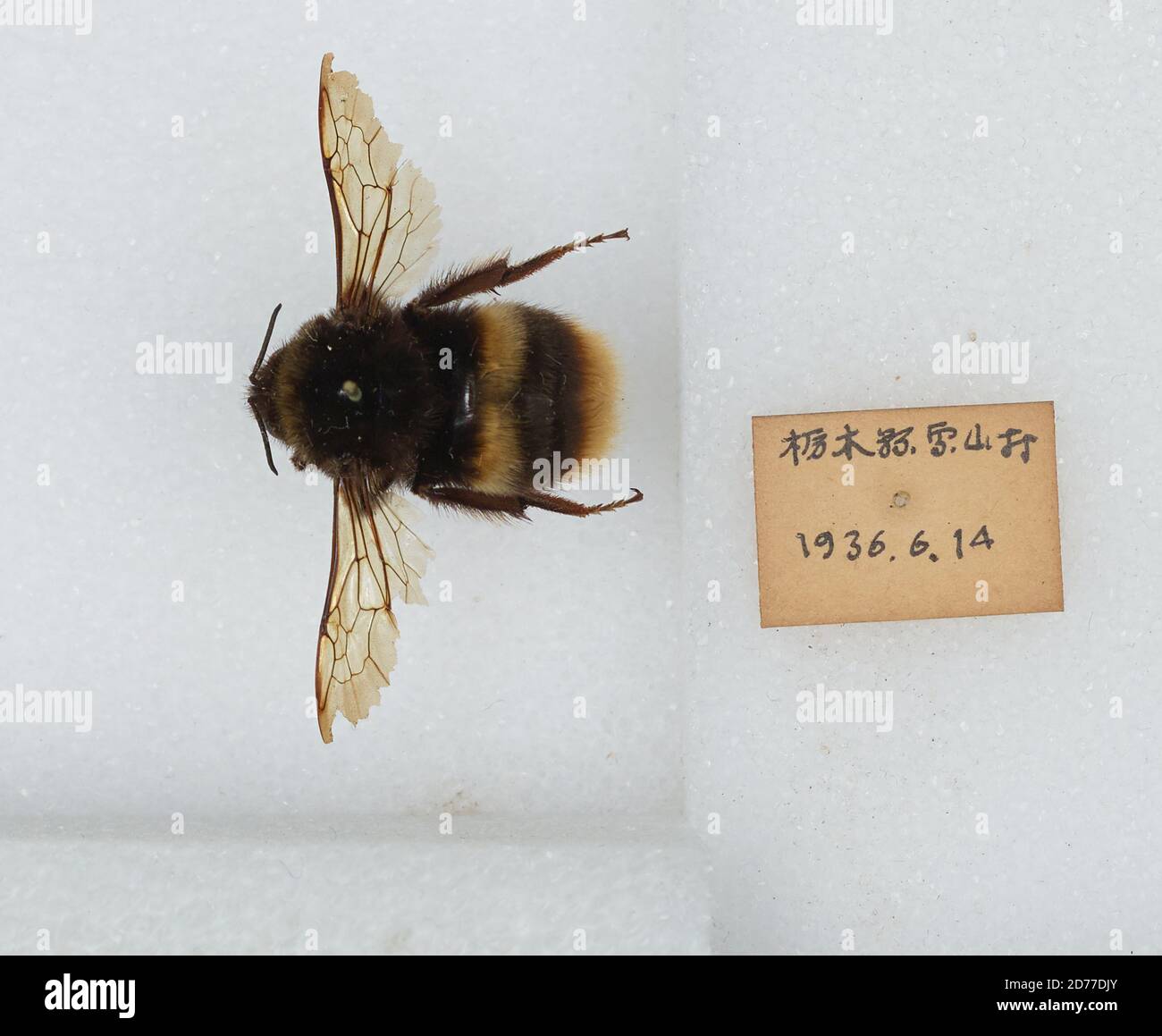 Bombus (Bombus) ignitus Smith, Animalia, Arthropoda, Insecta, Hymenoptera, Apidae, Apinae Stock ...