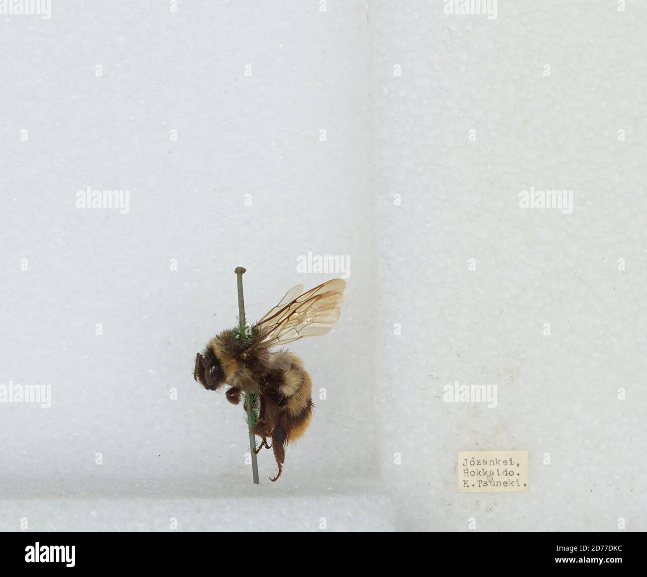 Jozankei, Hokkaido, Japan, Bombus (Bombus) ignitus Smith, Animalia, Arthropoda, Insecta ...