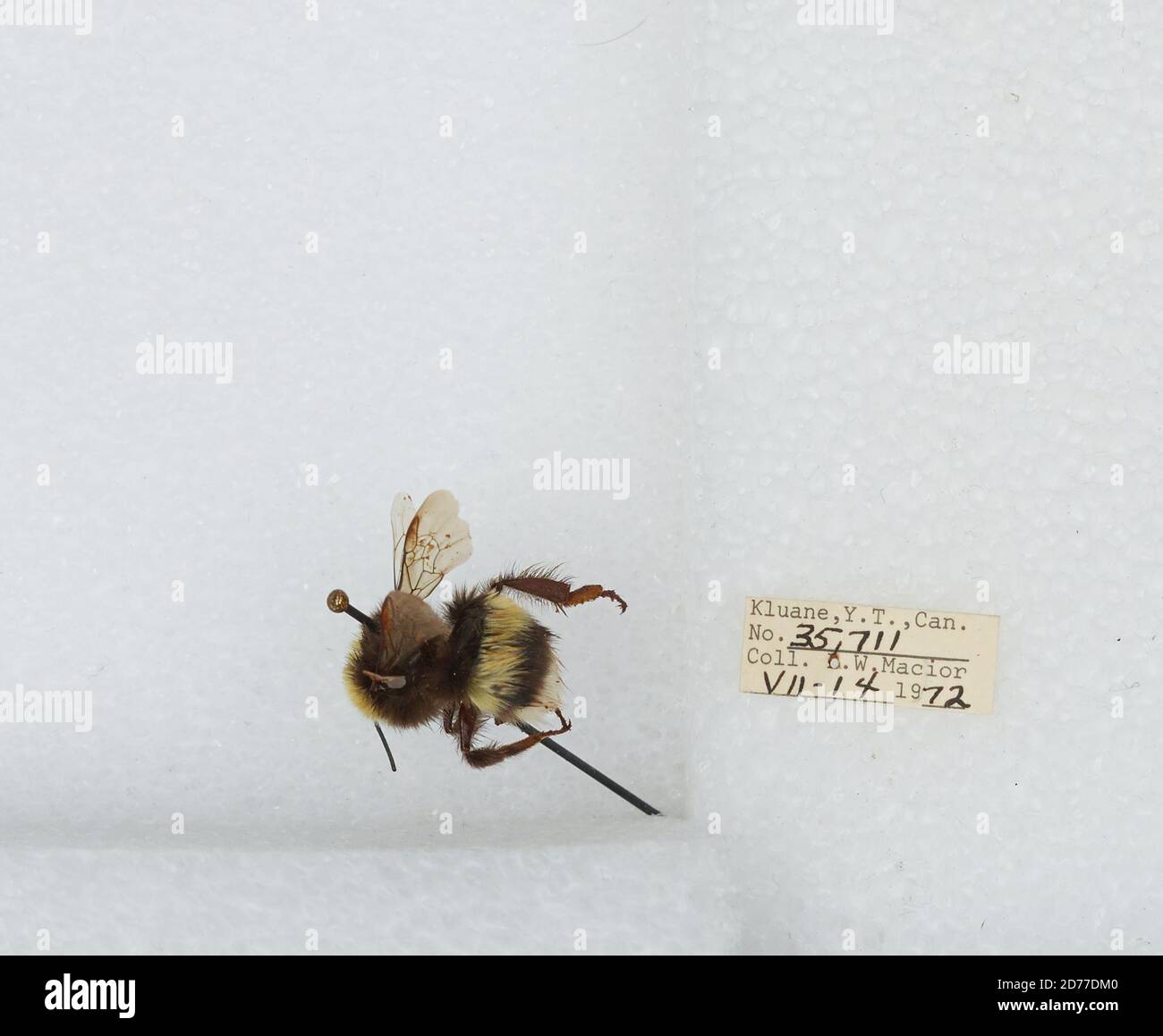 Kluane, Yukon Territory, Canada, Bombus (Bombus) lucorum (Linnaeus ...