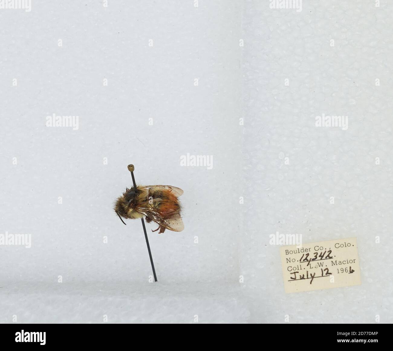 Boulder, Colorado, United States, Bombus (Pyrobombus) melanopygus ...