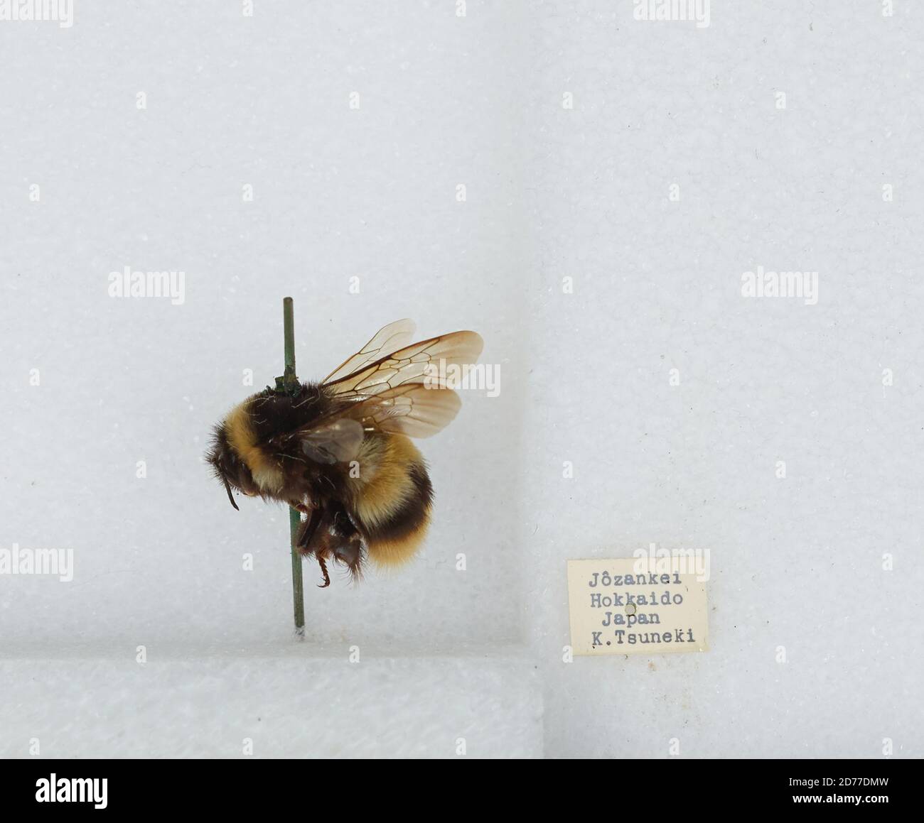 Jozankei, Hokkaido, Japan, Bombus (Bombus) ignitus Smith, Animalia, Arthropoda, Insecta ...