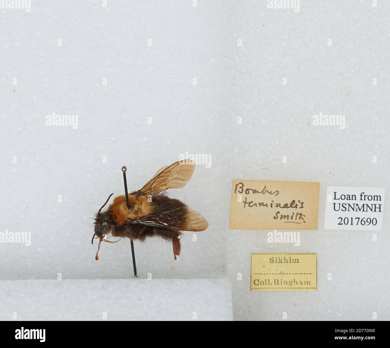 Sikkim, India, Bombus (Festivobombus) festivus Smith, Animalia ...