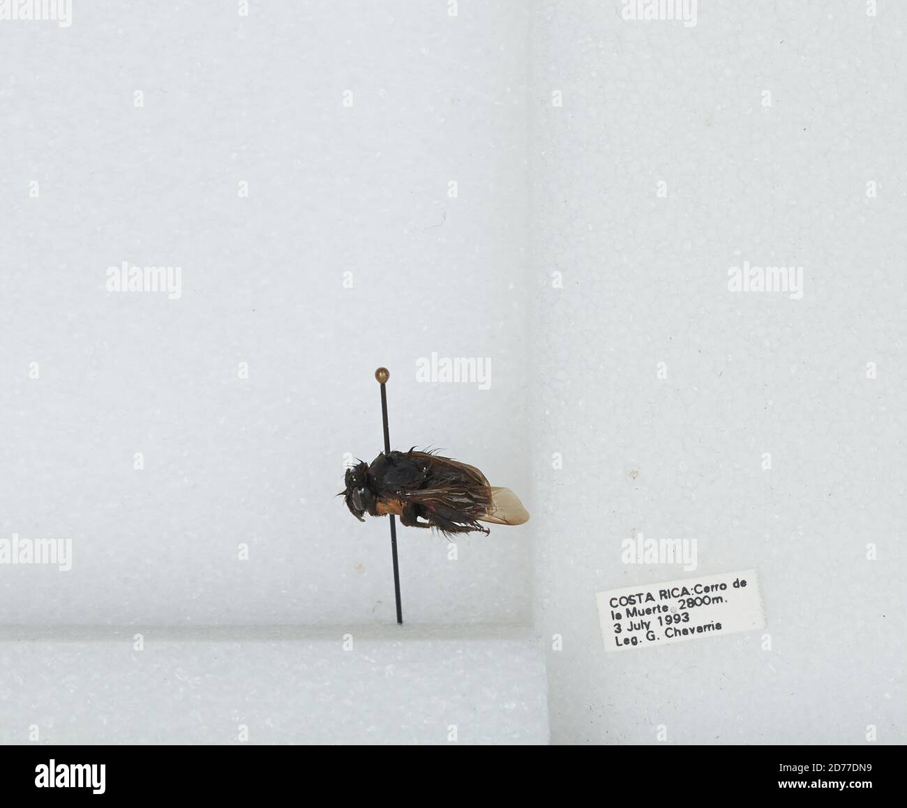 Cerro de la Muerte, San Jose, Costa Rica, Bombus (Pyrobombus ...