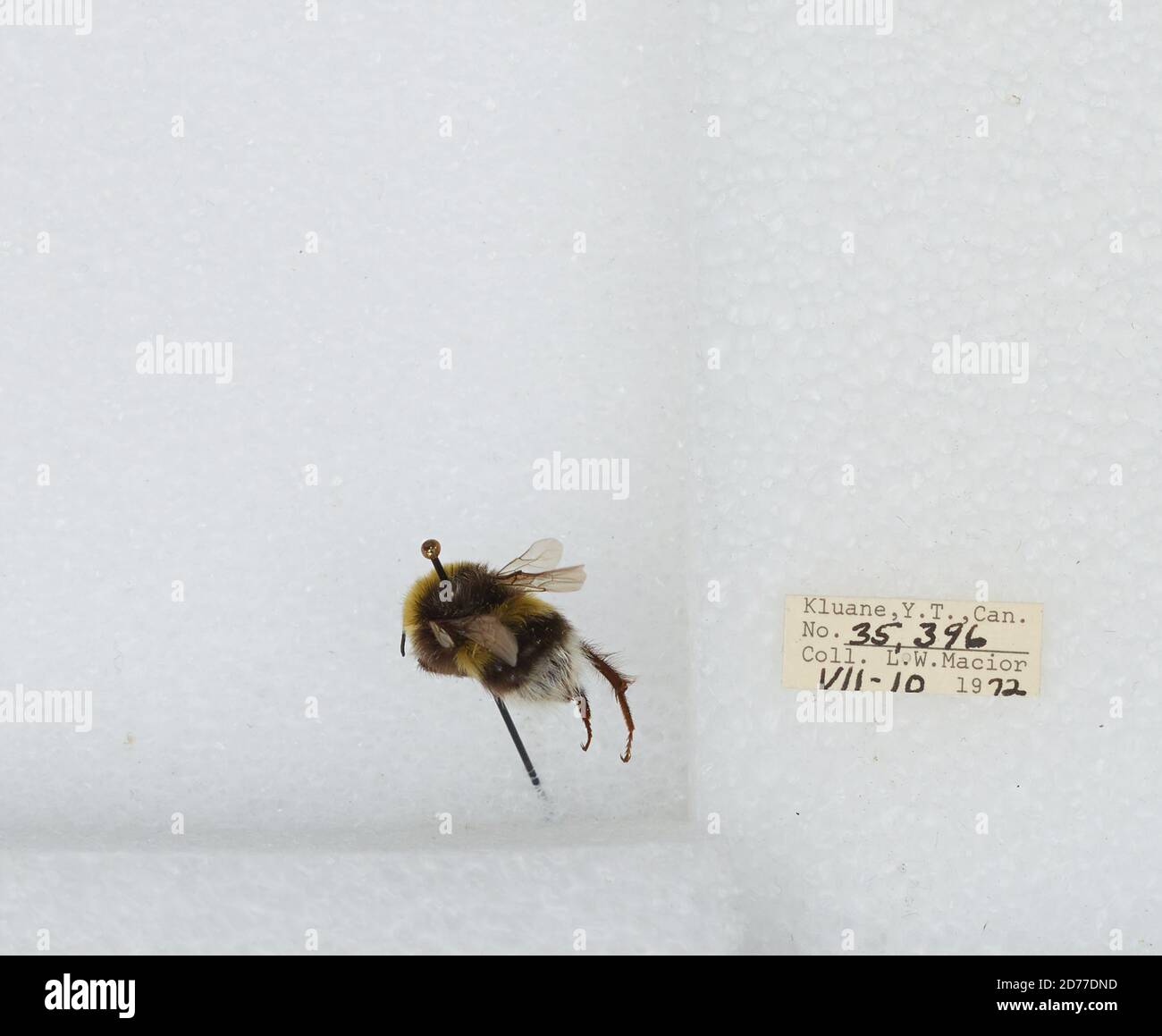 Kluane, Yukon Territory, Canada, Bombus (Bombus) lucorum (Linnaeus ...