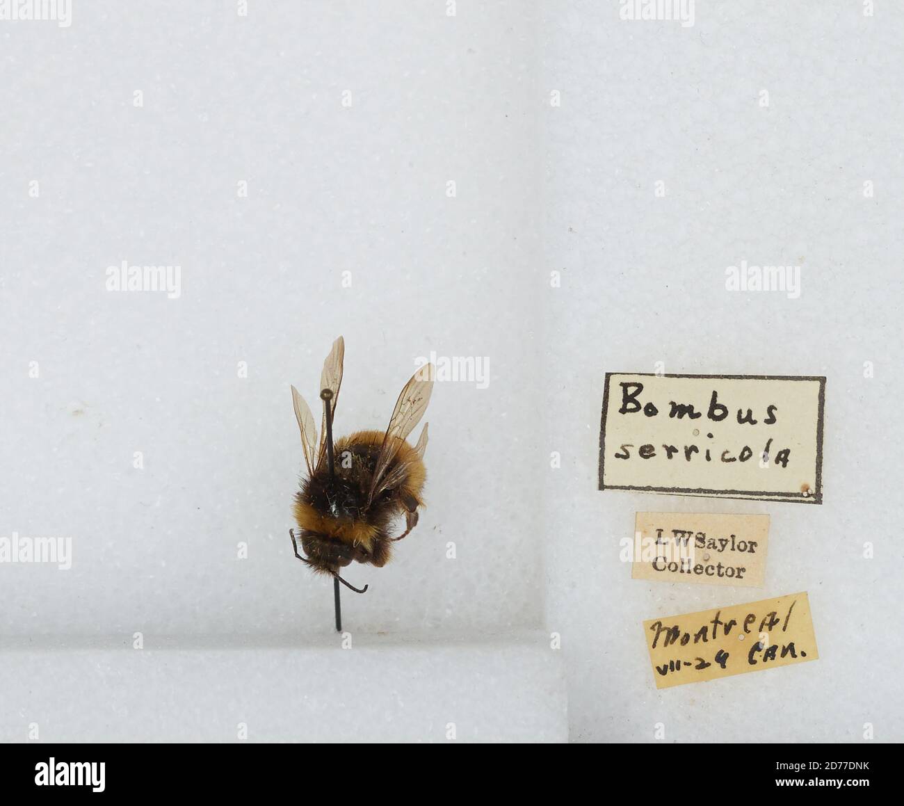 Montreal, Quebec, Canada, Bombus (Melanobombus) lapidarius lapidarius ...