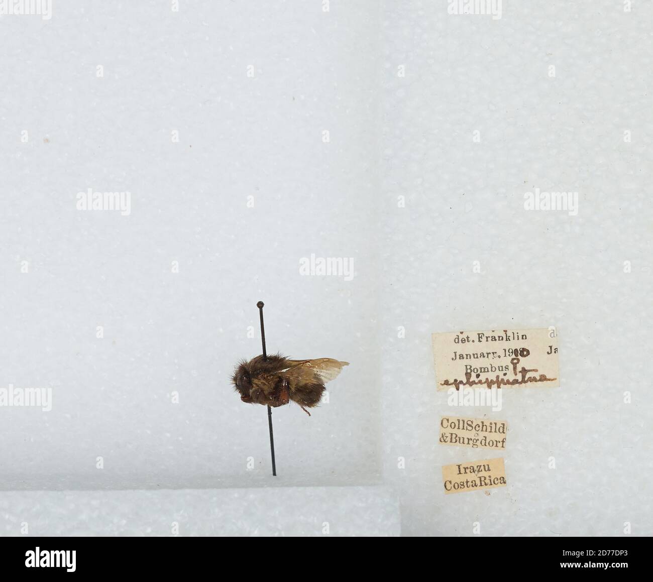 Irazu Volcano, Cartago, Costa Rica, Bombus (Pyrobombus) ephippiatus ...