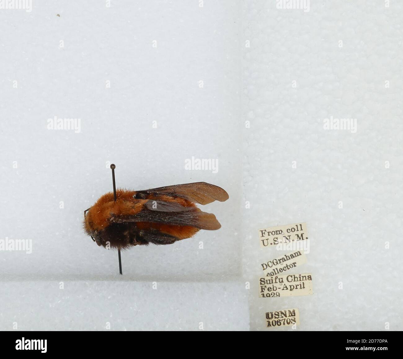Suifu, Sichuan, China, Bombus (Tricornibombus) atripes Smith, Animalia ...