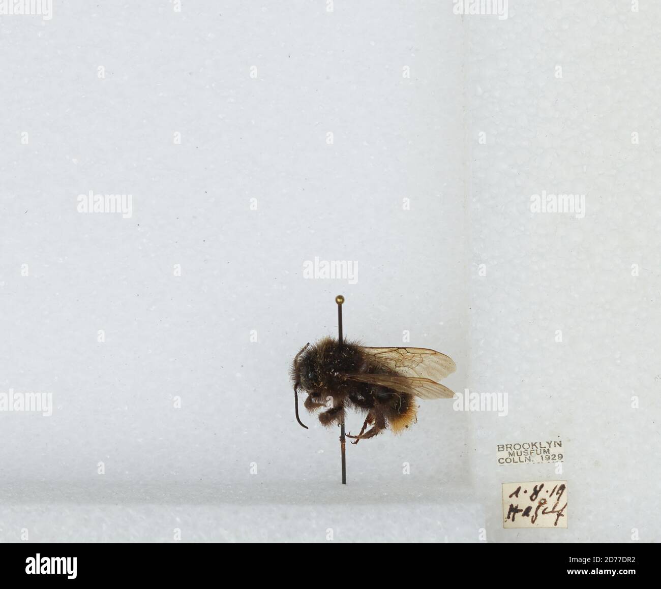 Bombus (Psithyrus) barbutellus (Kirby), Animalia, Arthropoda, Insecta ...