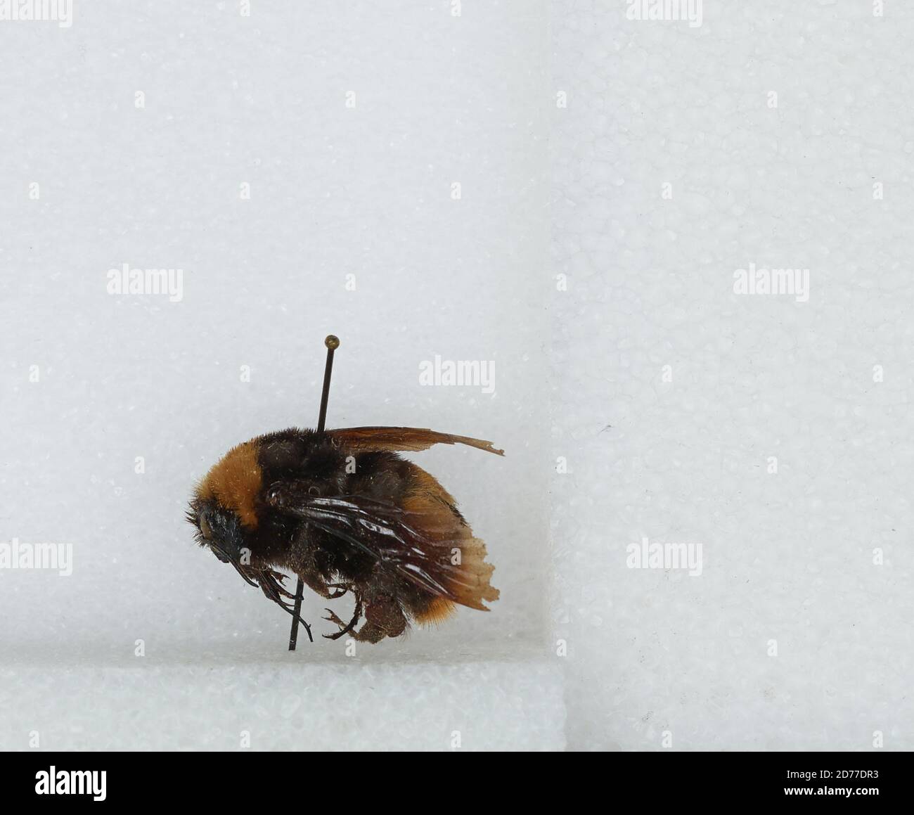Bombus (Crotchiibombus) crotchii Cresson, 1878, Animalia, Arthropoda ...
