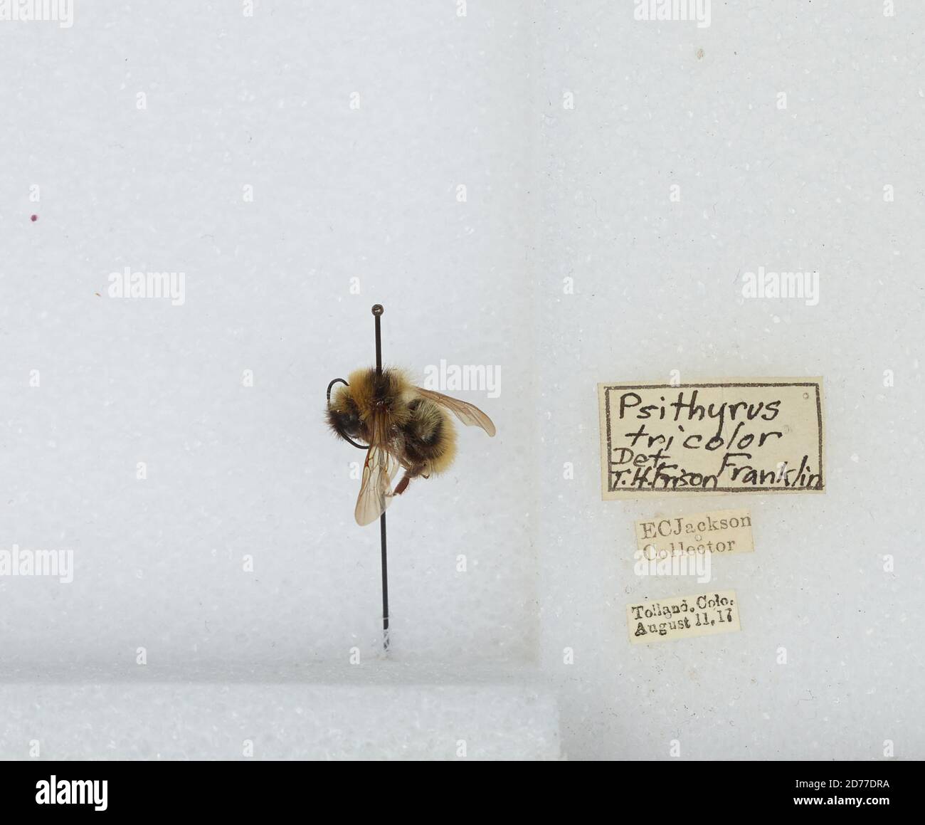 Tolland, Gilpin, Colorado, United States, Bombus (Psithyrus) fernaldae ...