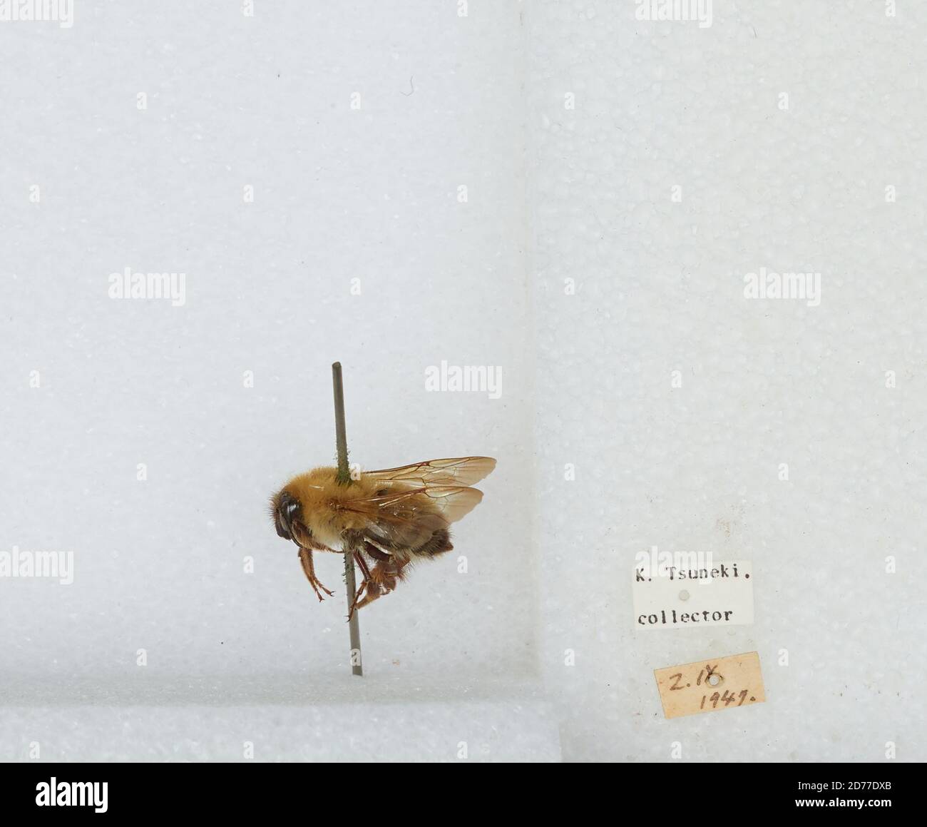Bombus (Diversobombus) diversus Smith, Animalia, Arthropoda, Insecta ...