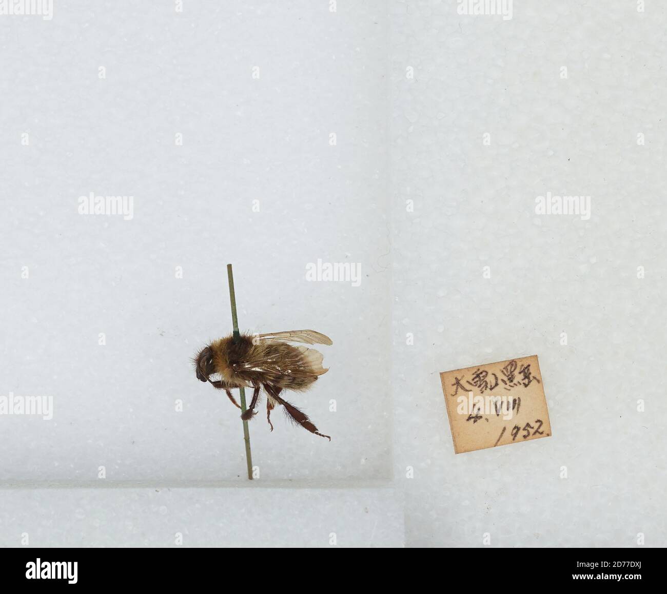 Mount Kuro, Daisetsuzan, Japan, Bombus (Diversobombus) diversus Smith ...