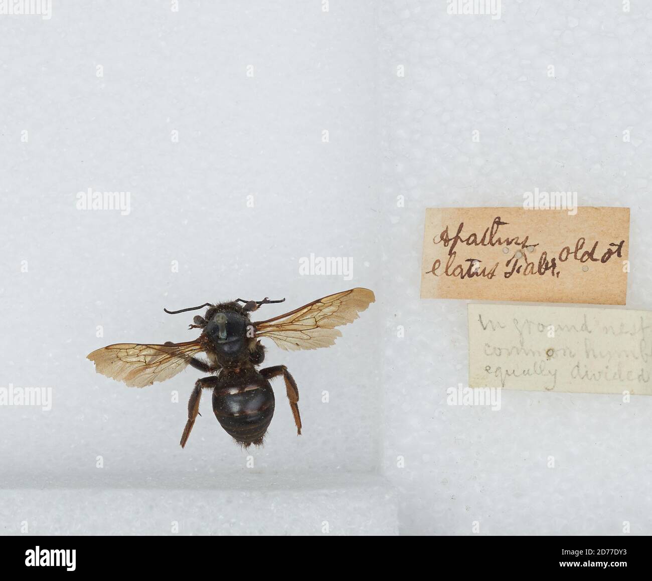 Bombus (Fervidobombus) fervidus fervidus (Fabricius), Animalia ...