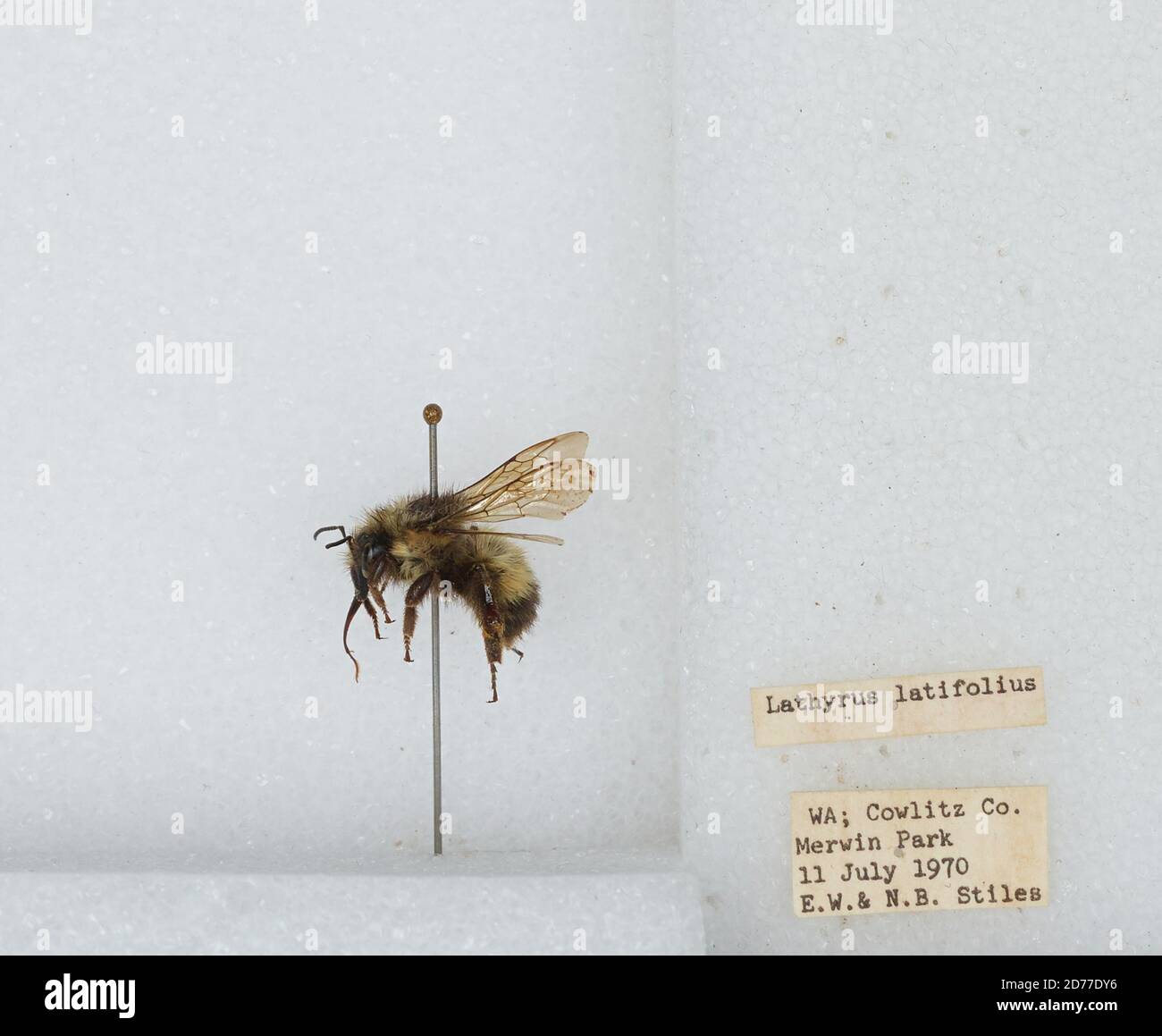 Merwin Park, Cowlitz, Washington, United States, Bombus (Pyrobombus ...