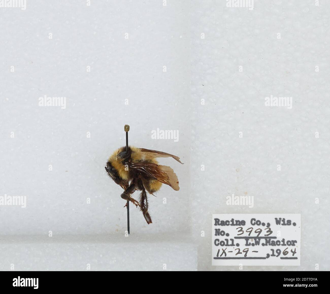 Racine, Wisconsin, United States, Bombus (Fervidobombus) fervidus ...