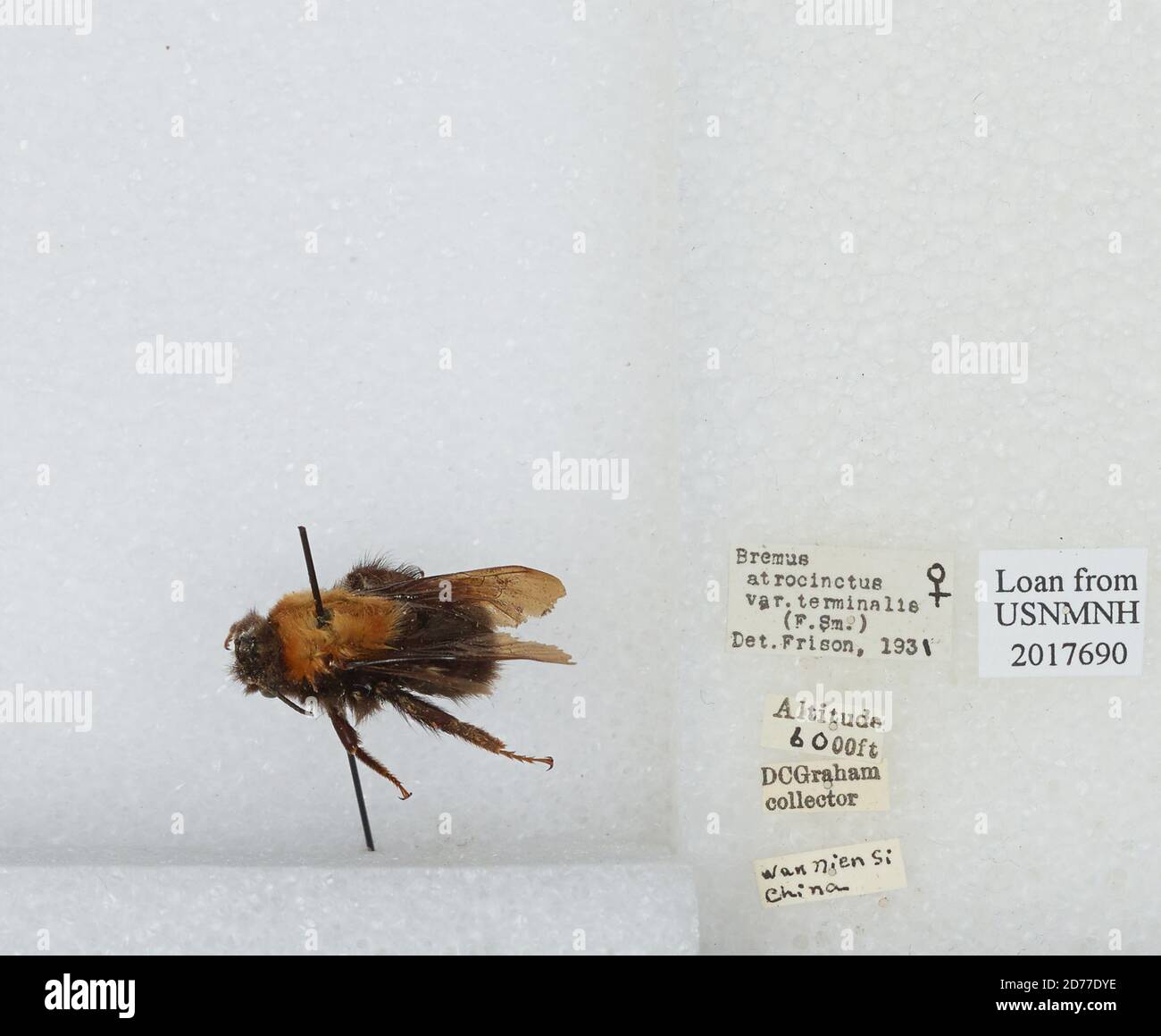 Wan nien si hi-res stock photography and images - Alamy