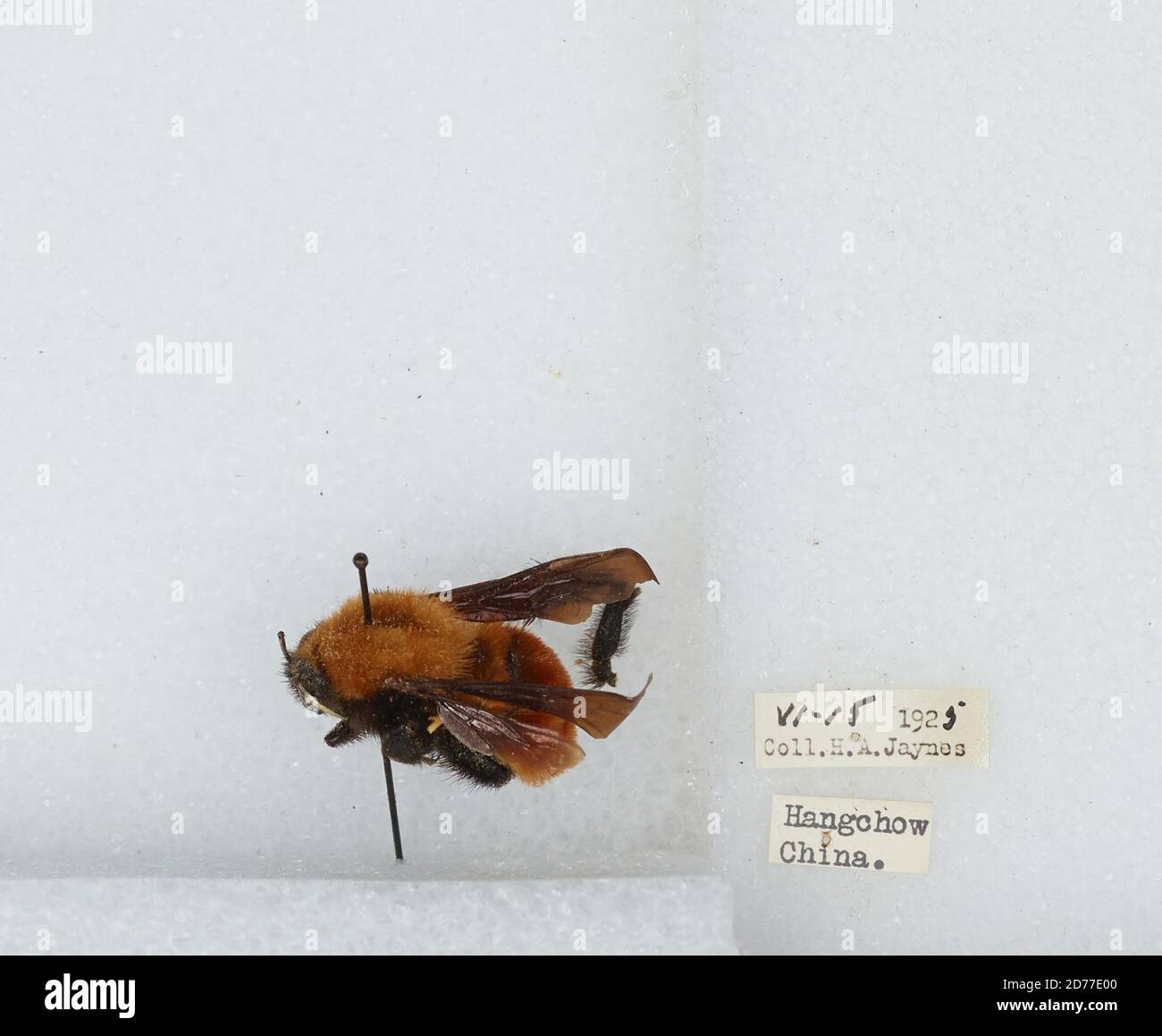 Hangzhou, Zhejiang, China, Bombus (Tricornibombus) atripes Smith ...