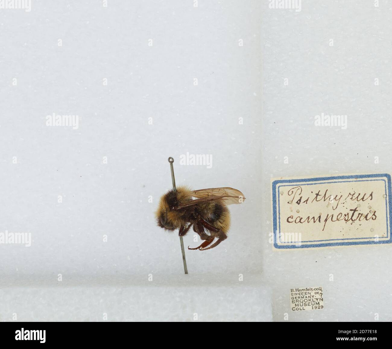 Psithyrus barbutellus hi-res stock photography and images - Alamy