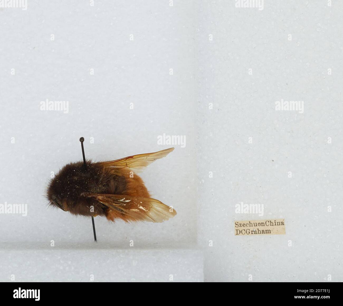 Sichuan, China, Bombus (Rufipedibombus) eximius Smith, Animalia ...