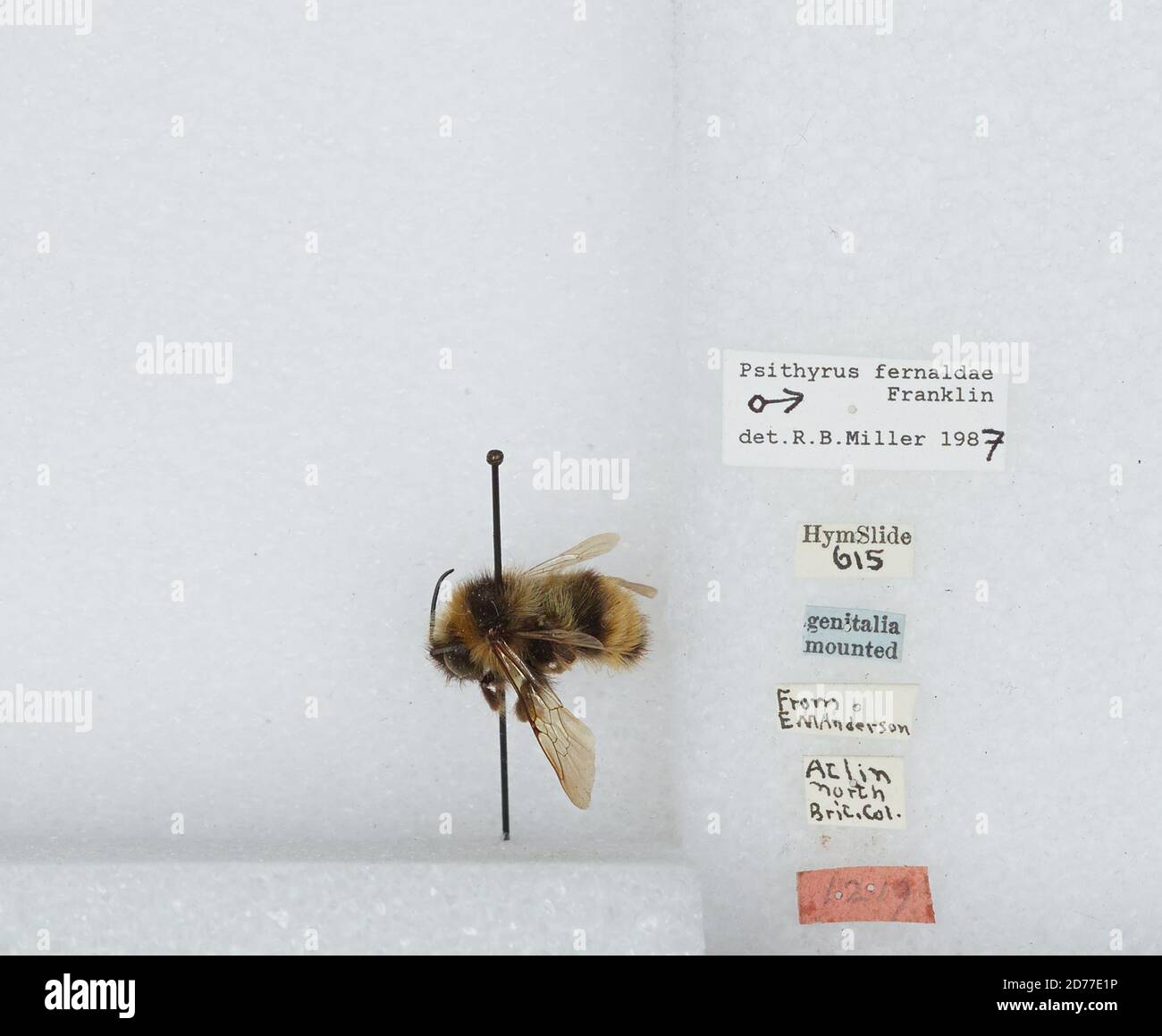 Atlin, British Columbia, Canada, Bombus (Psithyrus) fernaldae (Franklin ...