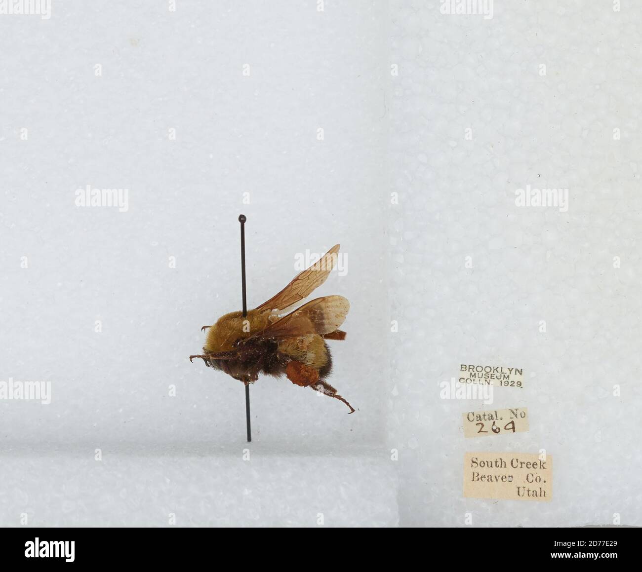 South Creek, Beaver, Utah, United States, Bombus (Fervidobombus ...