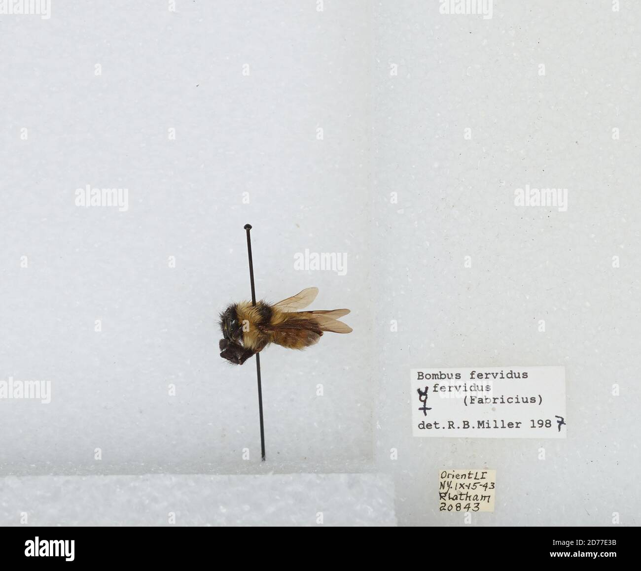 Orient, Long Island, Suffolk, New York, United States, Bombus ...