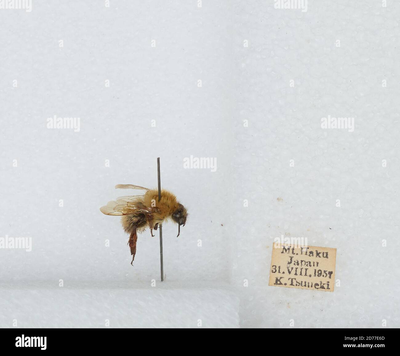 Mt. Haku, Japan, Bombus (Diversobombus) diversus Smith, Animalia ...