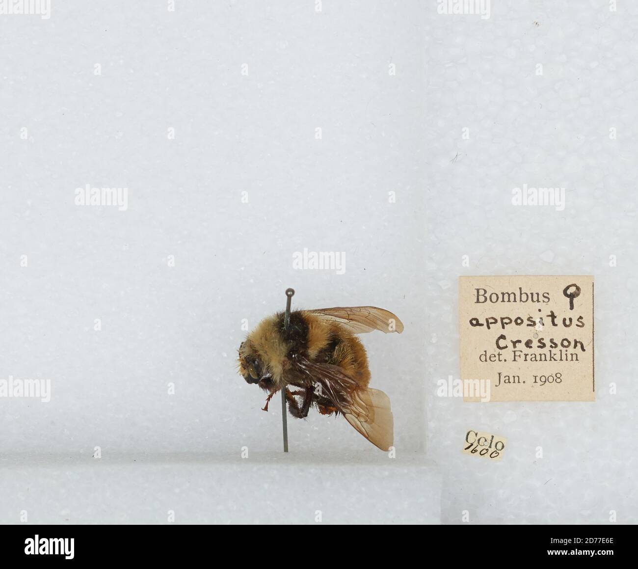 Colorado, United States, Bombus (Subterraneobombus) appositus Cresson ...