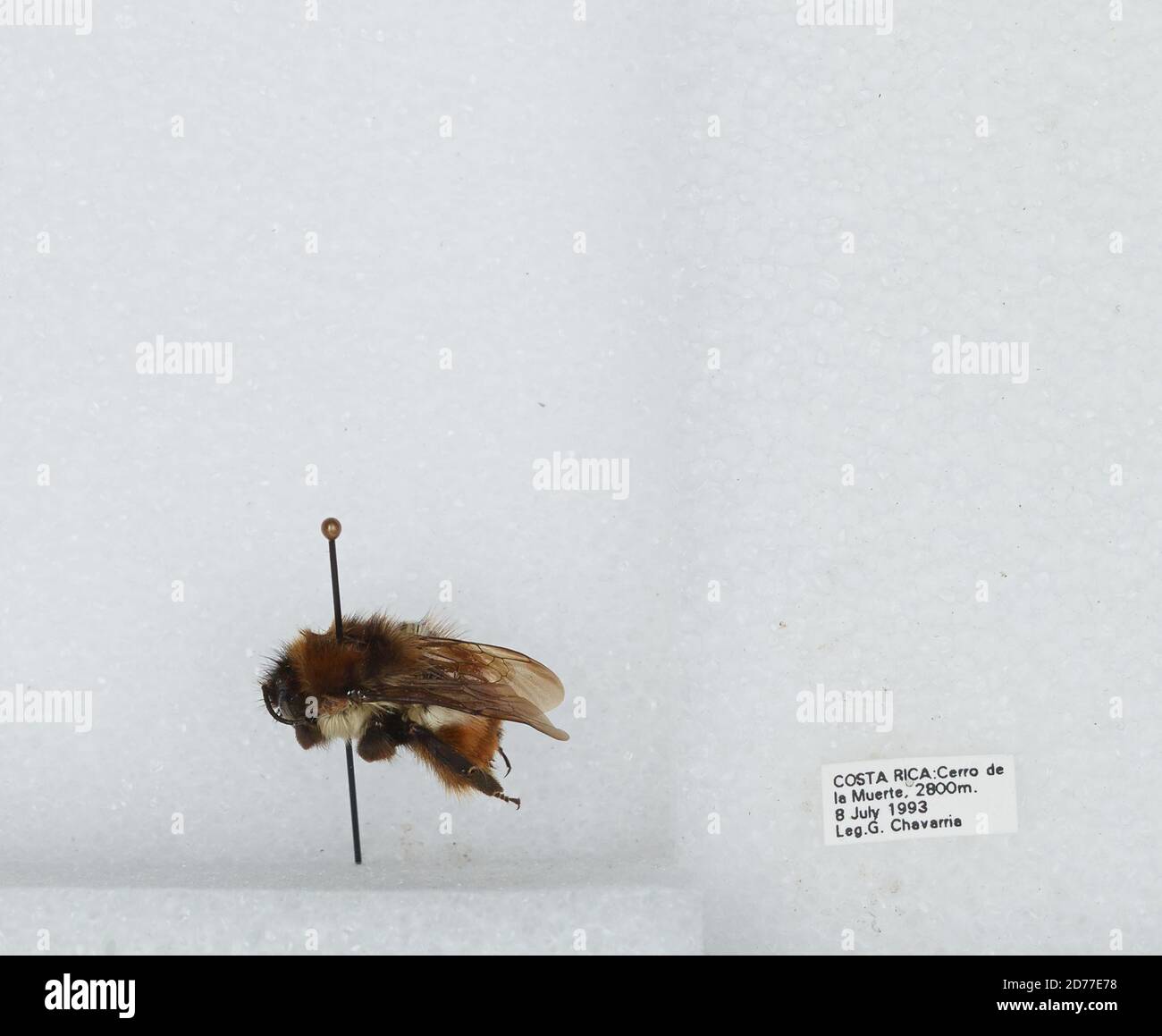 Cerro de la Muerte, San Jose, Costa Rica, Bombus (Pyrobombus ...