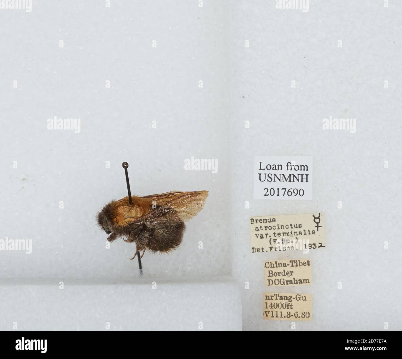 near Tang-Gu, China Tibet border, China, Bombus (Festivobombus) festivus Smith, Animalia ...