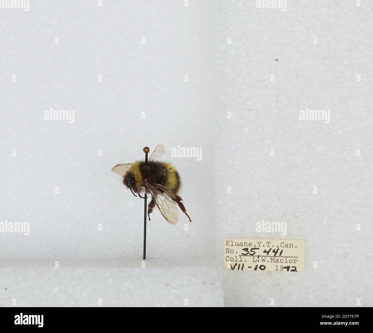 Kluane, Yukon Territory, Canada, Bombus (Bombus) lucorum (Linnaeus ...