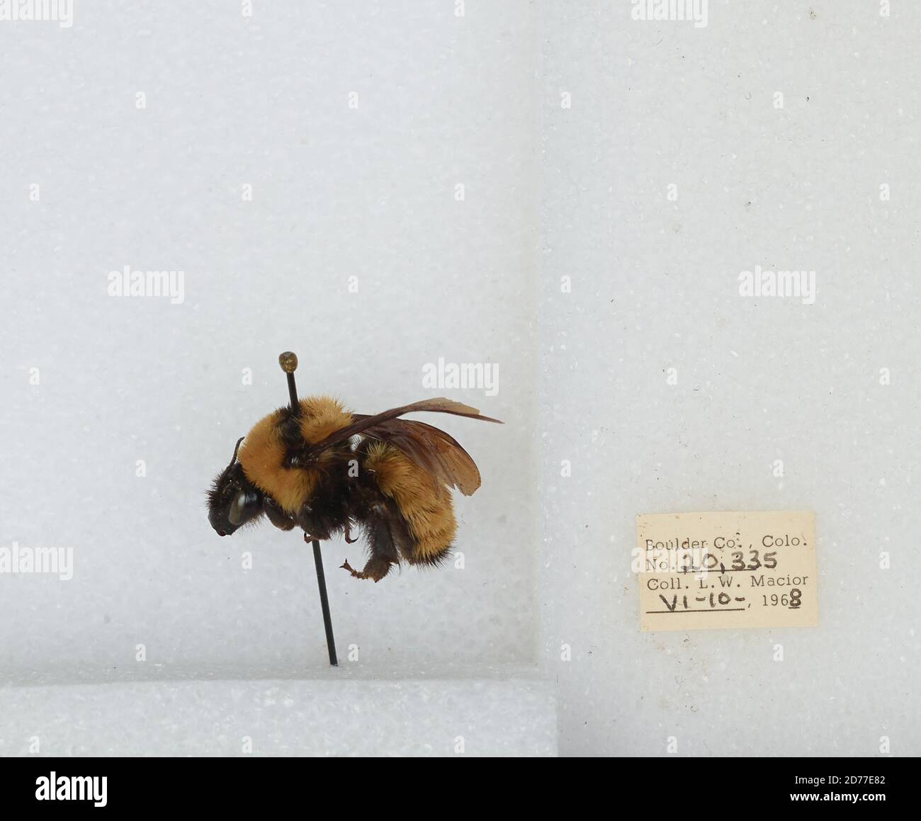 Boulder, Colorado, United States, Bombus (Fervidobombus) fervidus ...