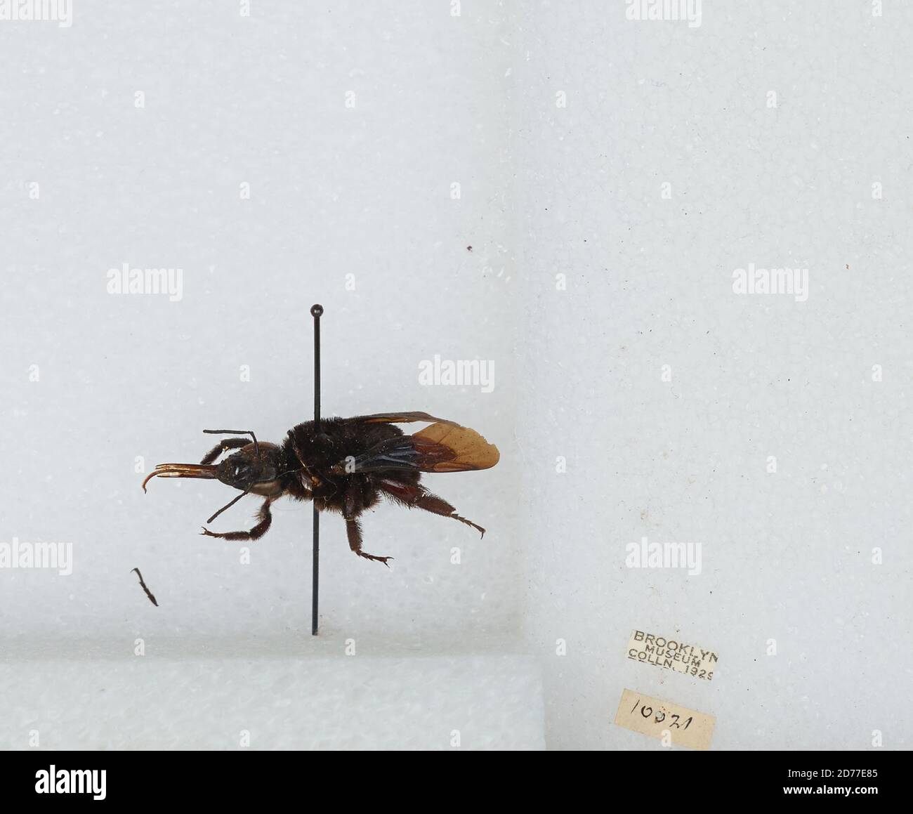 Bombus (Bombus) brevivillus Franklin, 1913, Animalia, Arthropoda ...