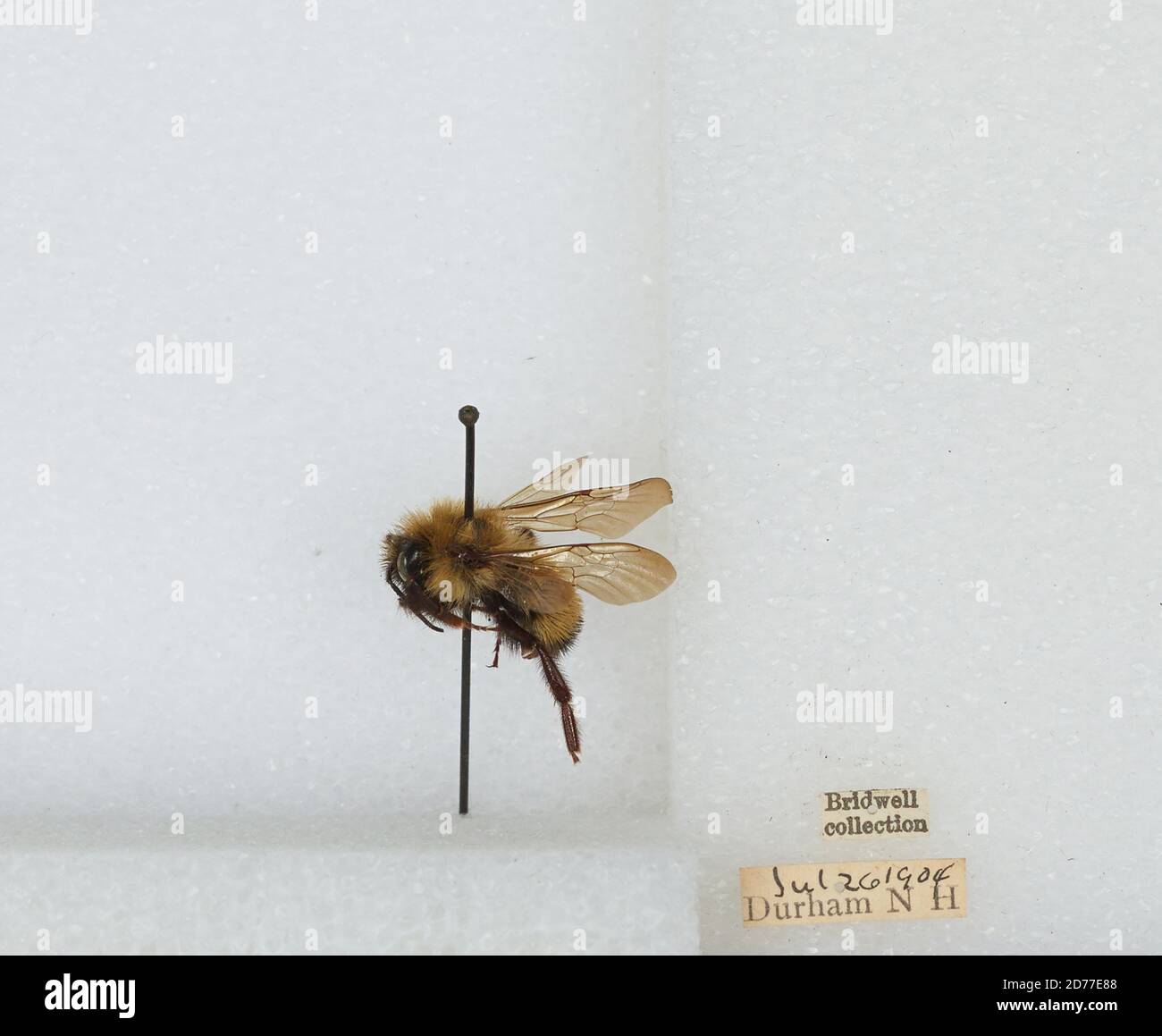 Durham, Strafford, New Hampshire, United States, Bombus (Fervidobombus ...