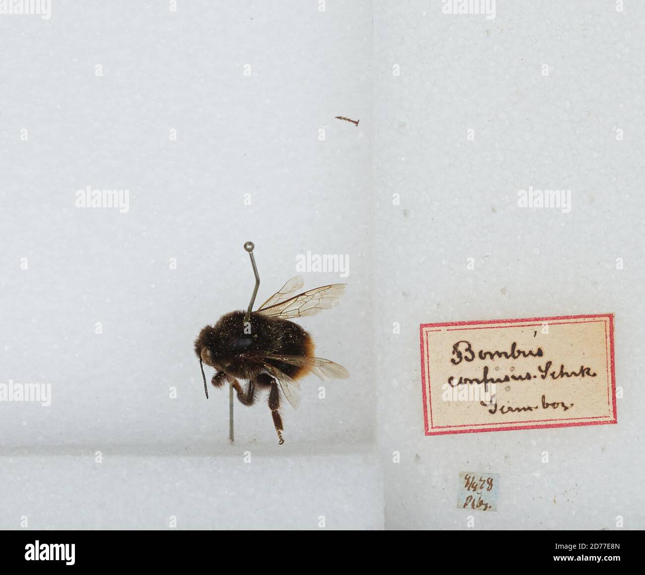 Bombus (Confusibombus) confusus (Schenck), Animalia, Arthropoda ...