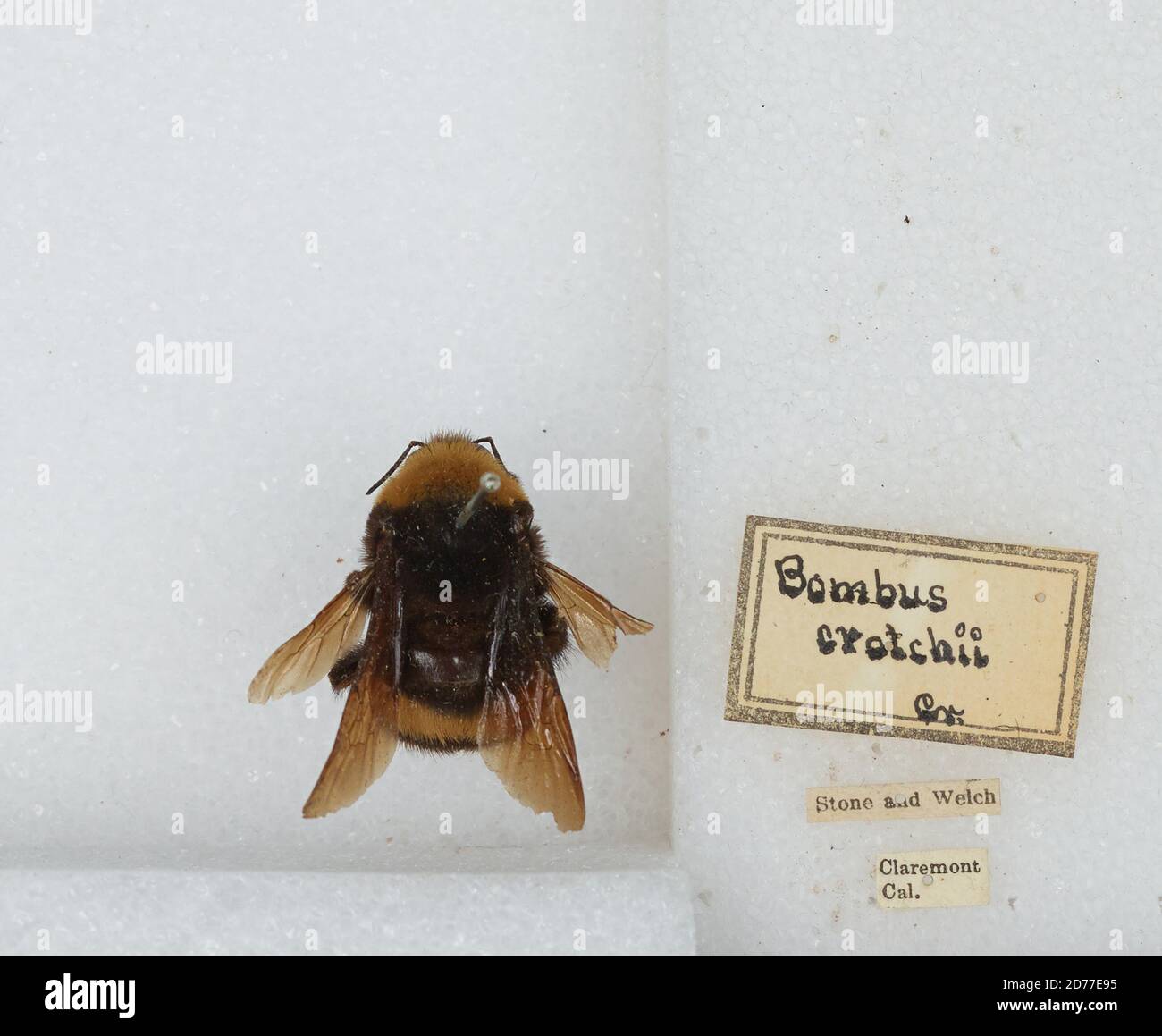 Crotchiibombus hi-res stock photography and images - Alamy