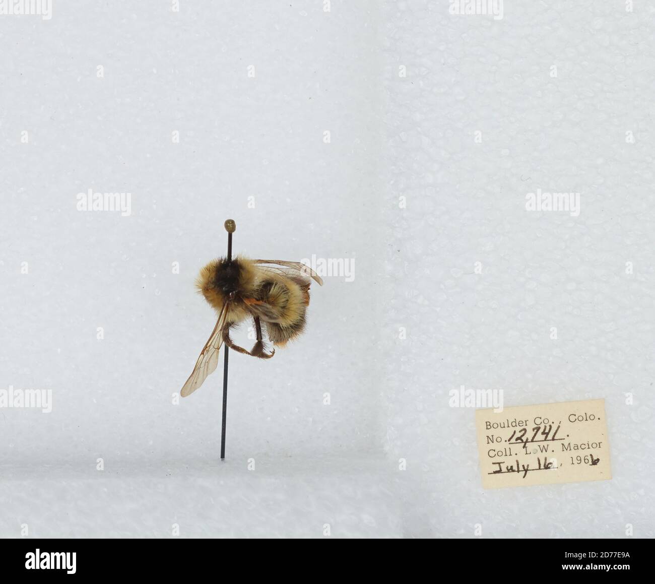 Boulder, Colorado, United States, Bombus (Alpinobombus) balteatus ...