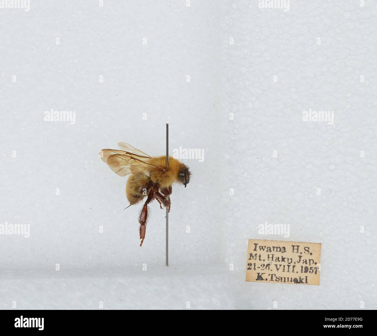 Iwama Hot Springs, Mt. Haku, Japan, Bombus (Diversobombus) diversus ...