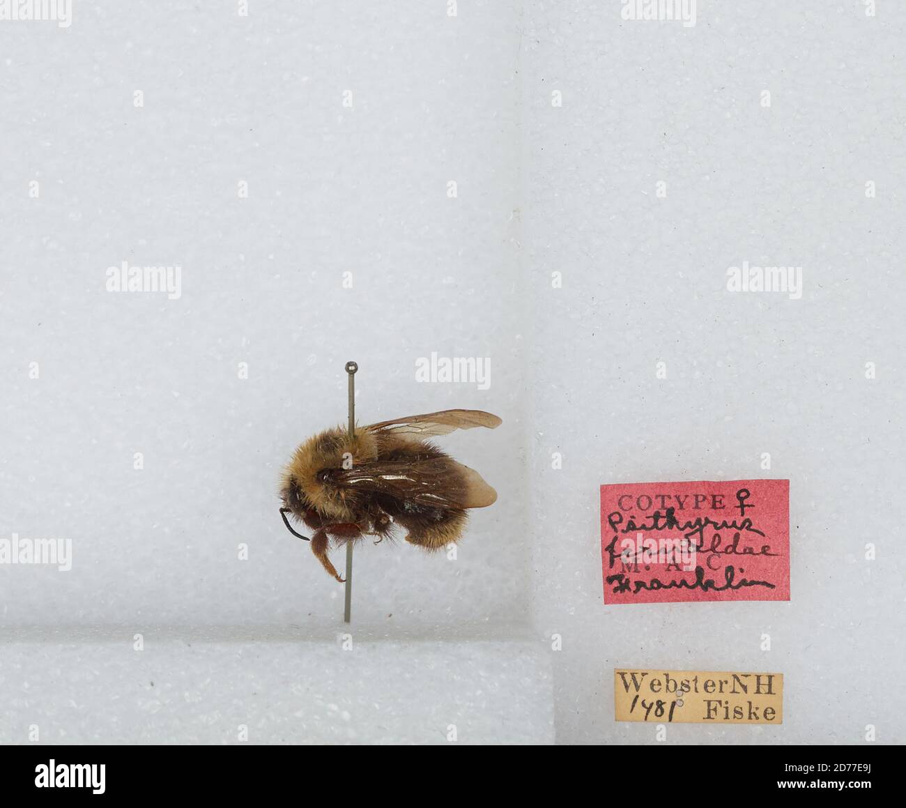 Webster, Merrimack, New Hampshire, United States, Bombus (Psithyrus ...