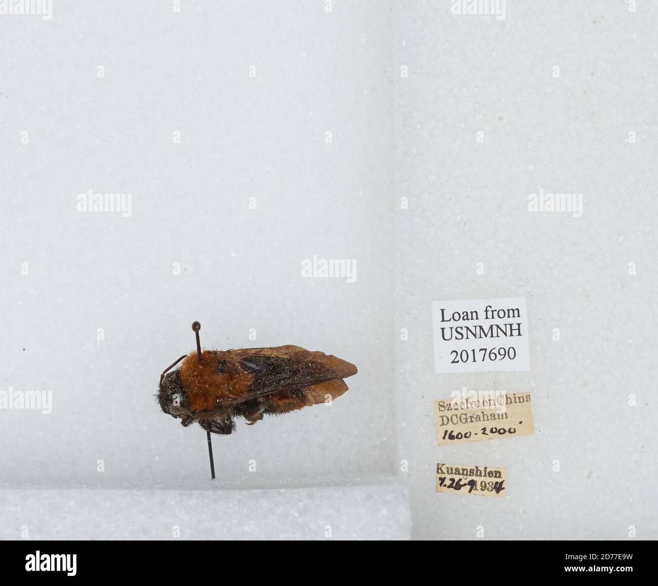 Kuanshien, Sichuan, China, Bombus (Tricornibombus) atripes Smith ...