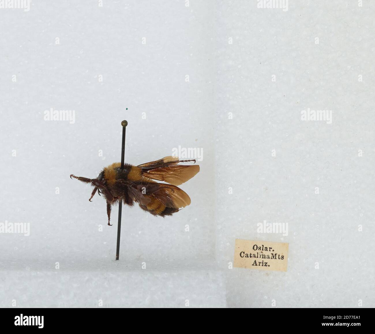 Catalina Mountains, Pima, Arizona, United States, Bombus (Fervidobombus ...
