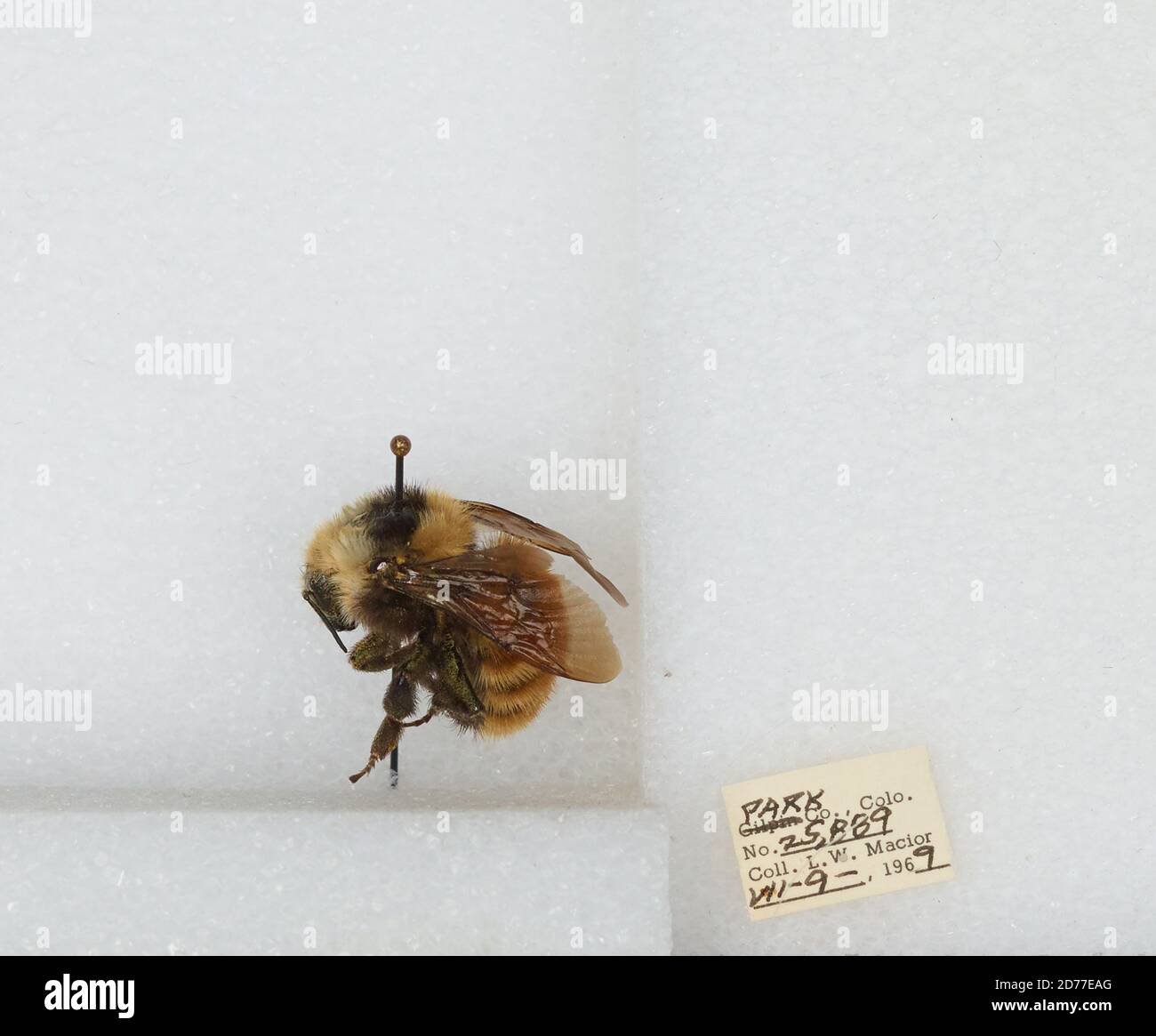 Park, Colorado, United States, Bombus (Subterraneobombus) appositus ...