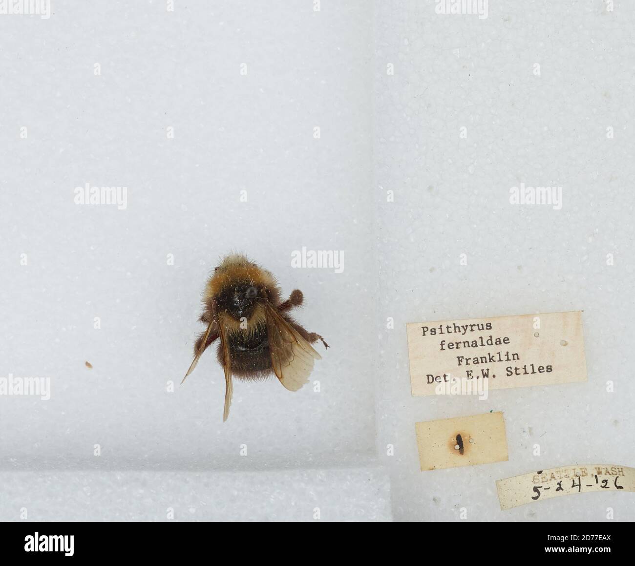 Seattle, King, Washington, United States, Bombus (Psithyrus) fernaldae ...