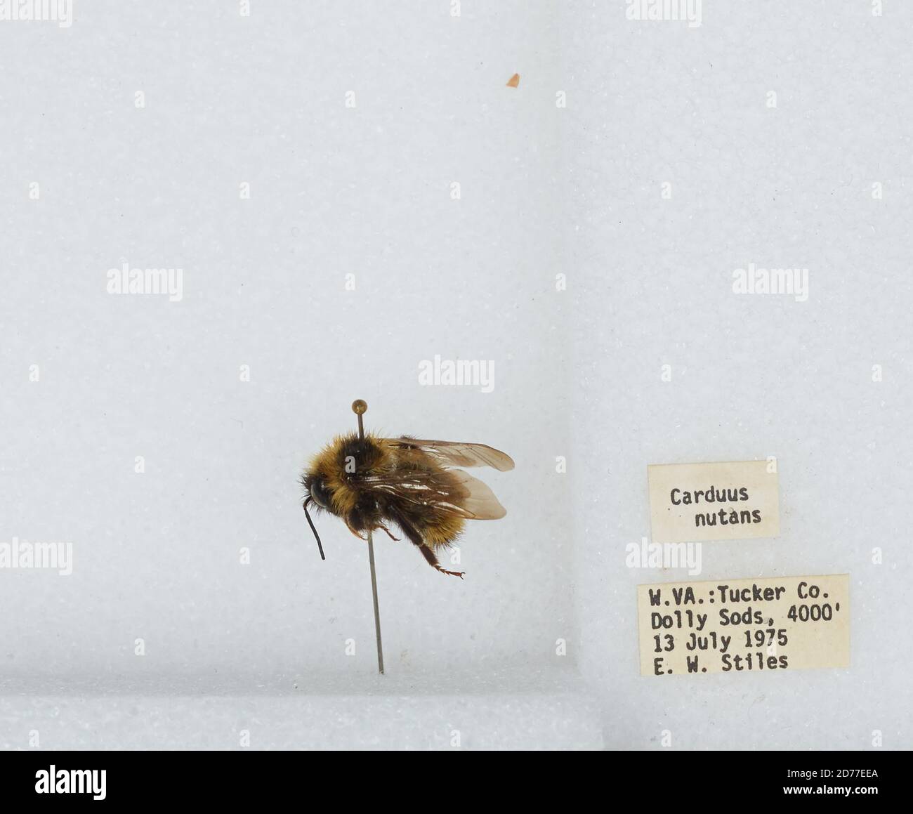 Dolly Sods, Tucker, West Virginia, United States, Bombus (Psithyrus ...