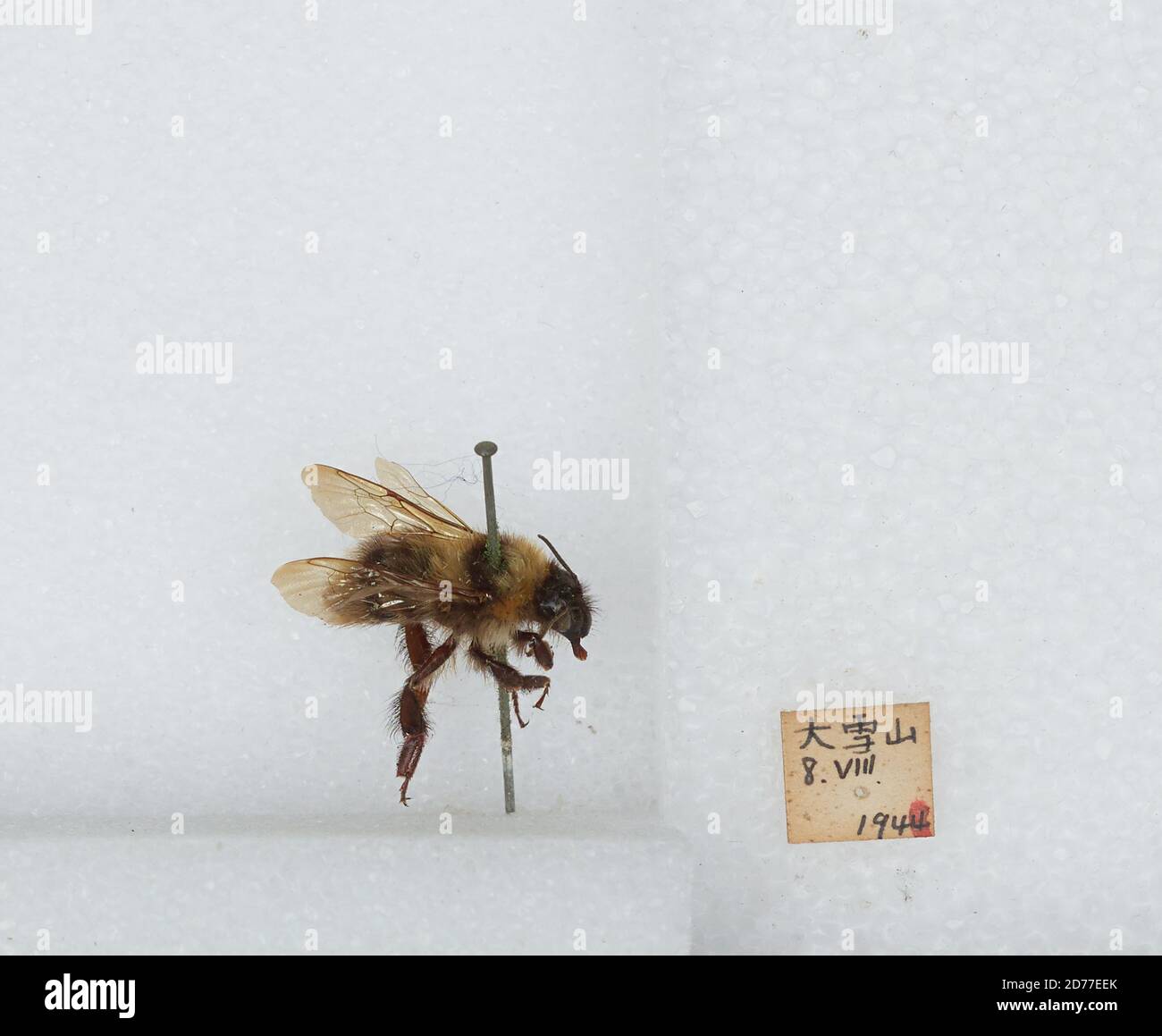 Daisetsuzan, Japan, Bombus (Diversobombus) diversus Smith, Animalia, Arthropoda, Insecta ...